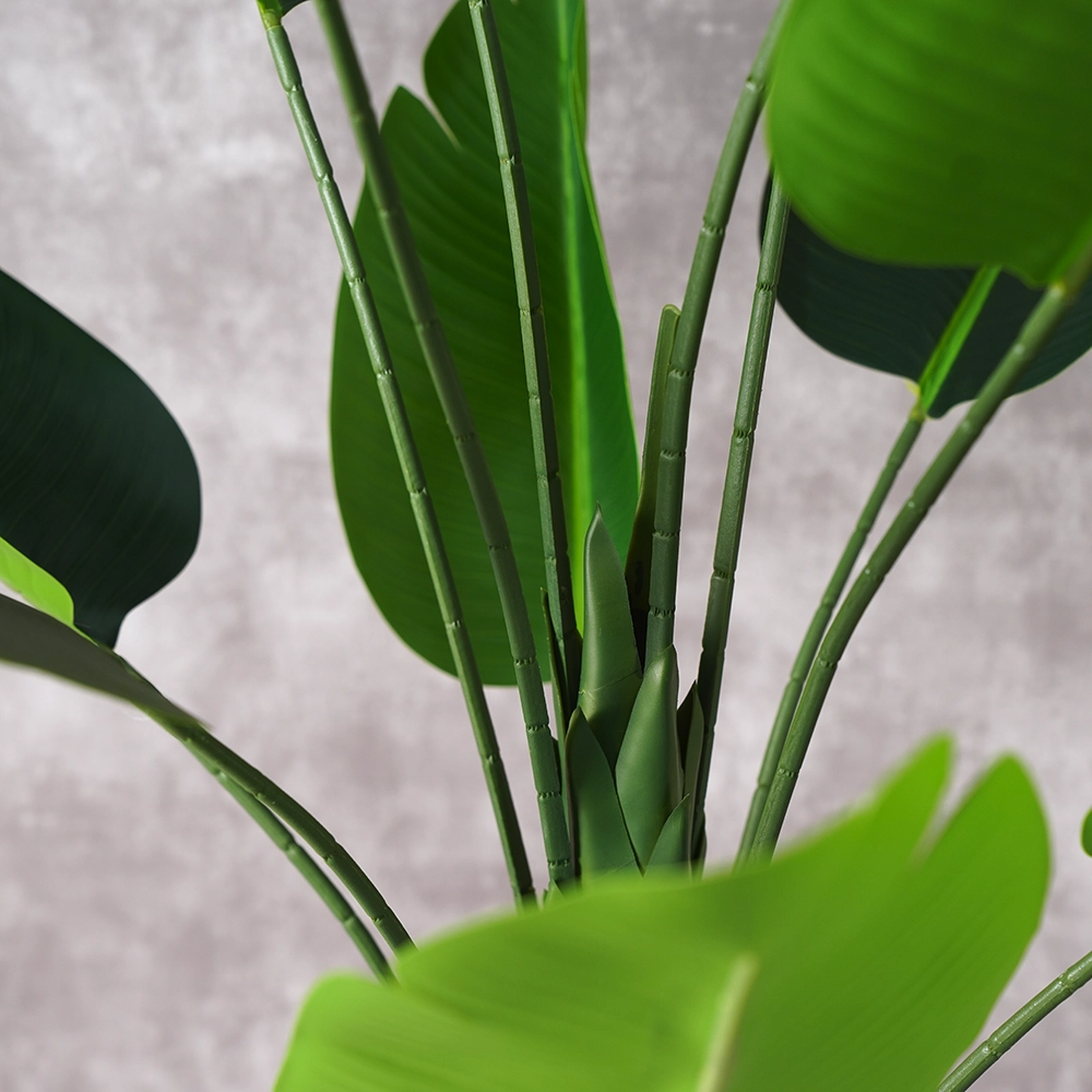 Grevia Banana Tree -160Cm – Royal Furniture